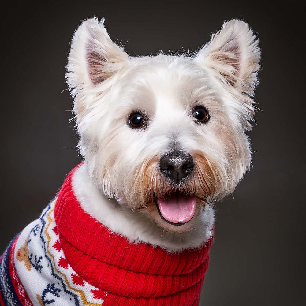 Cómo elegir el suéter navideño perfecto para tu perro – TiendaChikoPipo