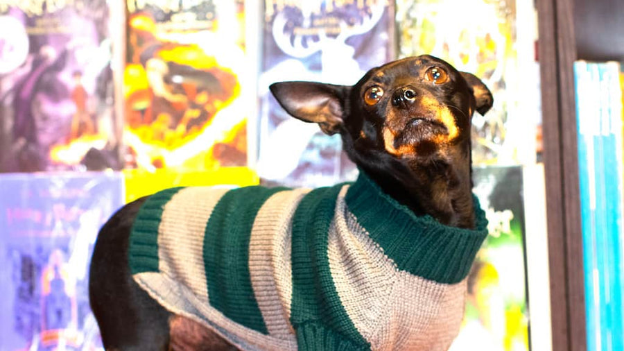 Sacos perros – TiendaChikoPipo